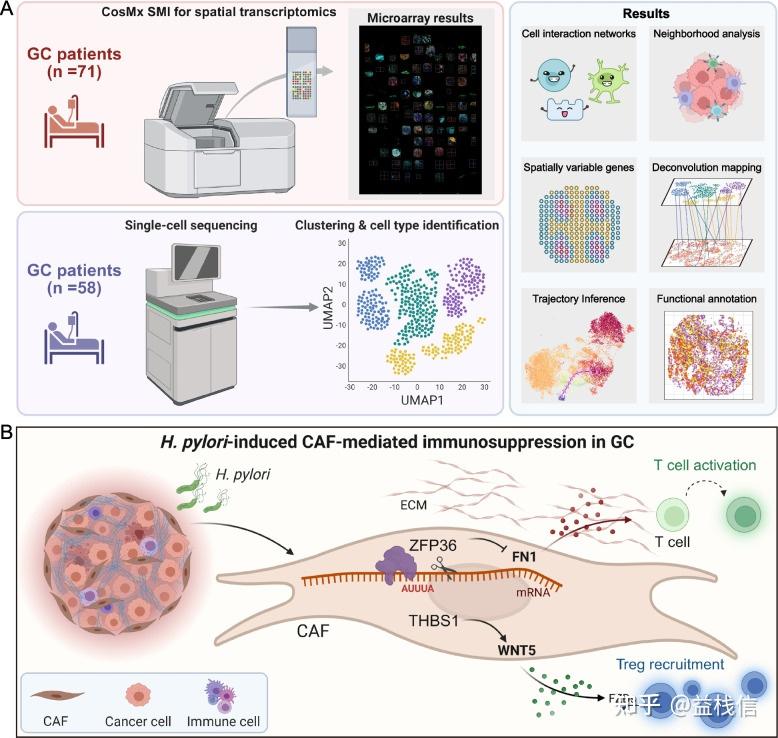 幽门螺杆菌+CAF=免疫冷肿瘤？这篇研究给出了答案 - 知乎
