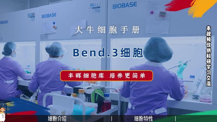 Bend.3细胞培养，小鼠脑微血管内皮细胞培养攻略-丰晖生物 - 知乎