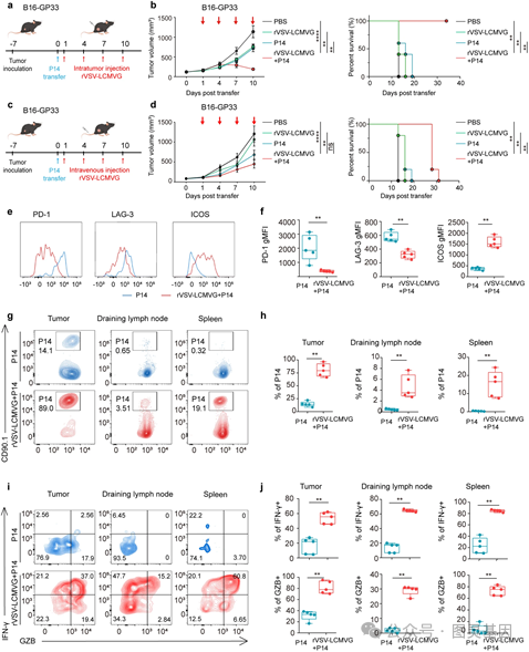 STTT | 厦门大学夏宁邵院士：溶瘤病毒与T细胞或mRNA疫苗联合治疗增强抗肿瘤效果 - 知乎