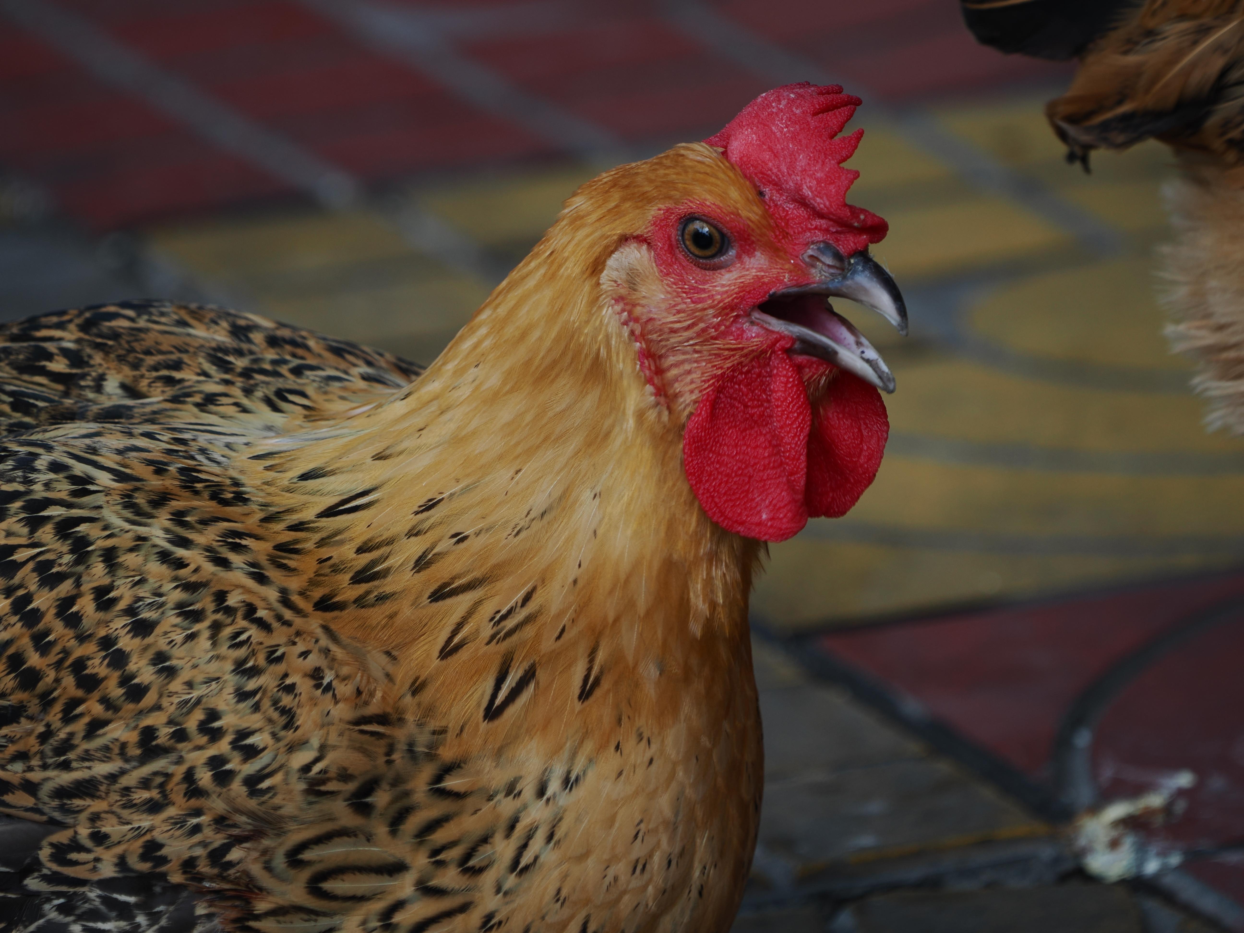 2023 m43打鸟如何选择? - 知乎