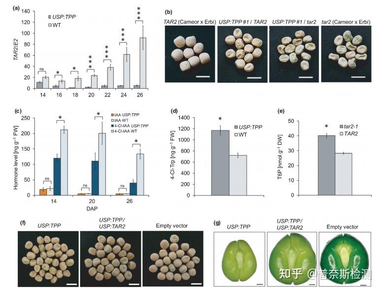 海藻-6-磷酸（T6P）和蔗糖-6-磷酸（S6P） - 知乎