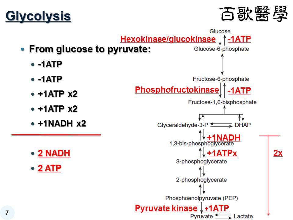 一个葡萄糖有氧呼吸到底生成多ATP？30？32？38？ - 知乎