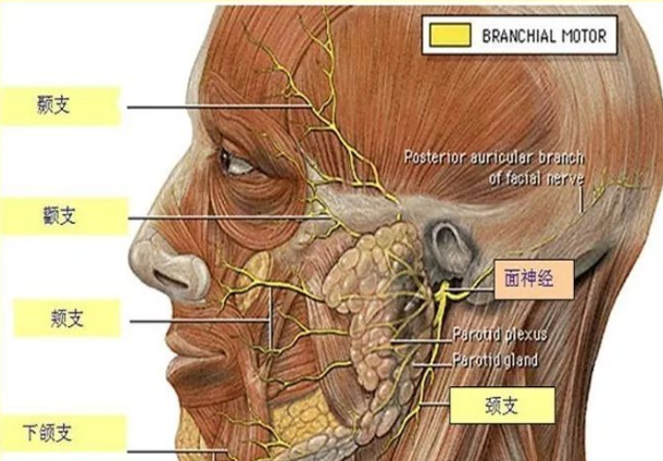 面部的浅表肌肉筋膜系统(SMAS) - 知乎