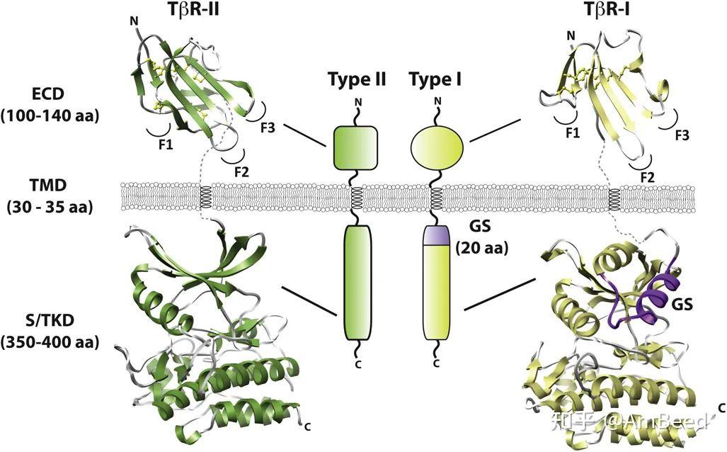 TGF-β到底有几个？ - 知乎