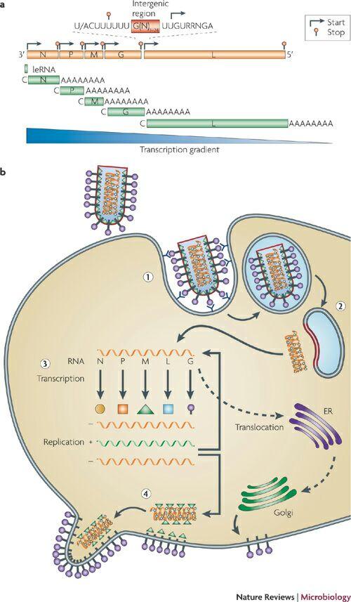 单链DNA、RNA病毒正负链与对应繁殖方式是怎样的 ？ - 知乎