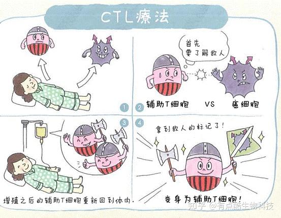 免疫系统的守护者——CTL细胞 - 知乎