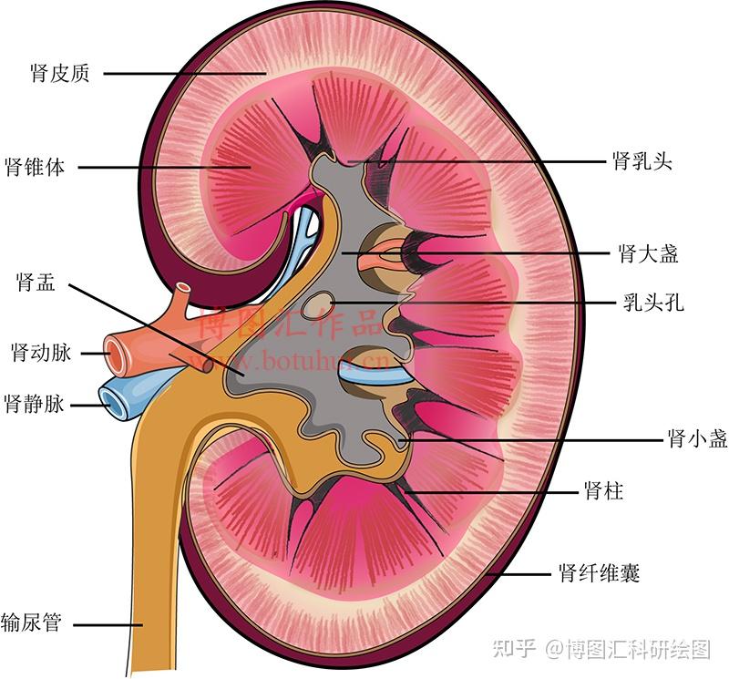 科研美图SCI插图封面图摘要图图文摘要TOC图 - 知乎