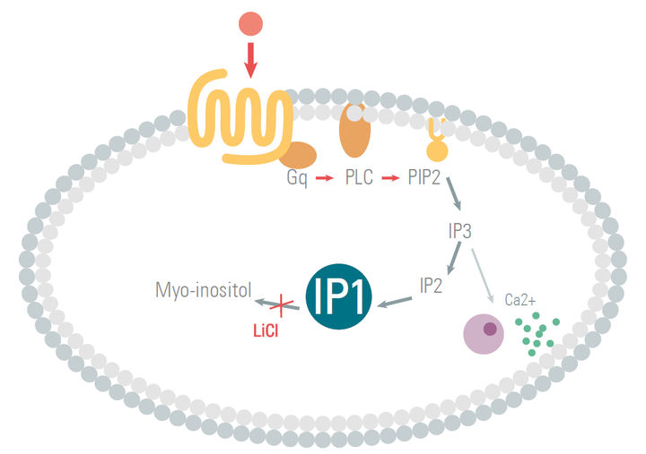 IP-One Gq kit，你值得拥有！ - 知乎