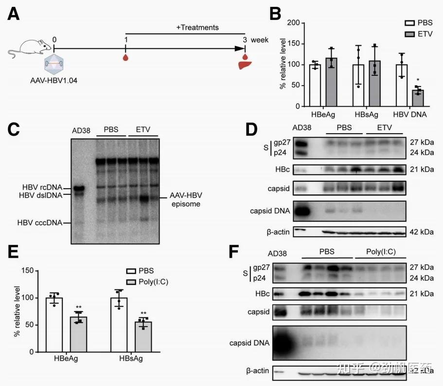 乙肝造模新工具AAV-HBV-1.04 |（独家授权）新型HBV cccDNA小鼠模型加速推进抗乙肝药物研发进程 - 知乎