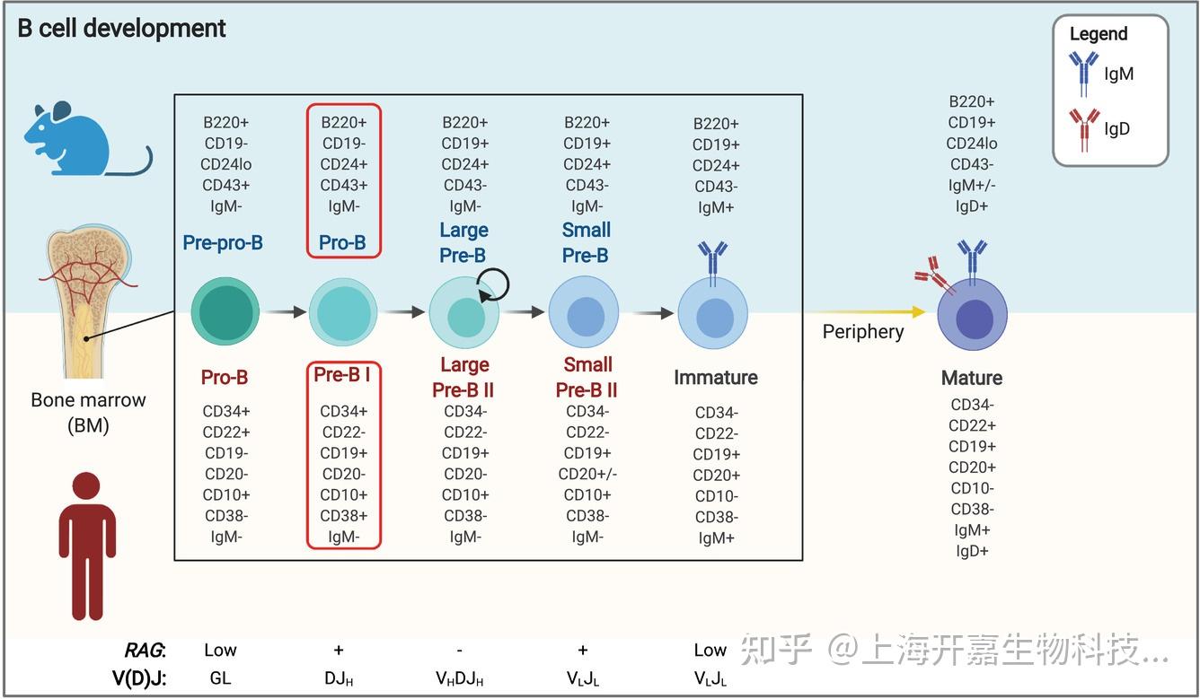 Rag1-KO小鼠 - 知乎