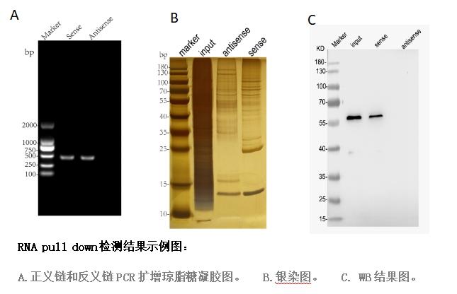 RNA pull down实验技术介绍 - 知乎