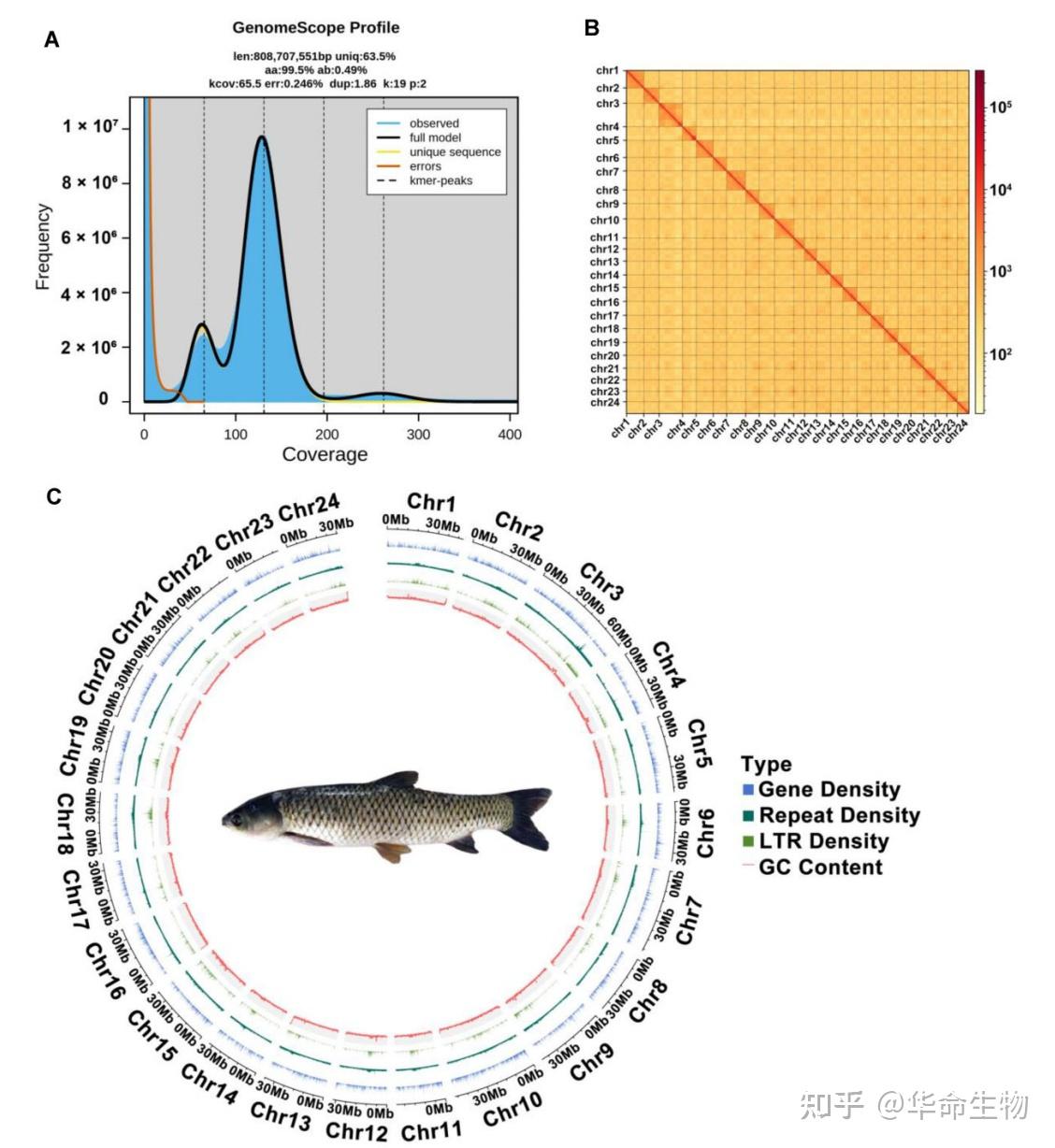 GigaScience项目文章丨首个草鱼T2T基因组发布 - 知乎