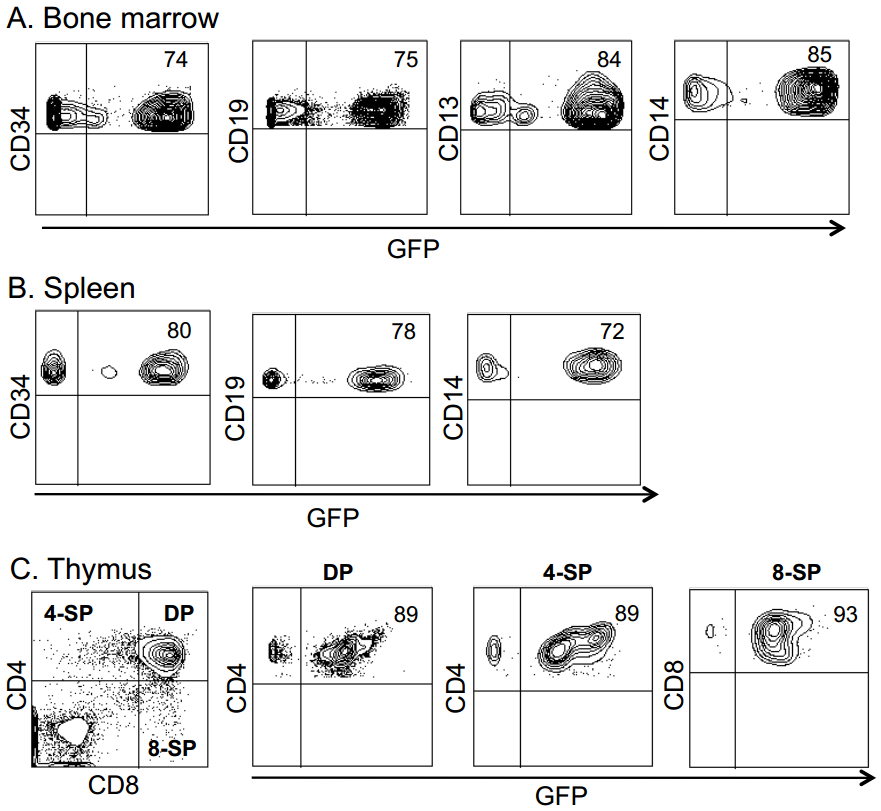 【新品推荐】狒狒内源性逆转录病毒包膜糖蛋白假型慢病毒（BaEV-LVs）——实现低剂量、低细胞因子依赖及高静止期细胞转导 - 知乎