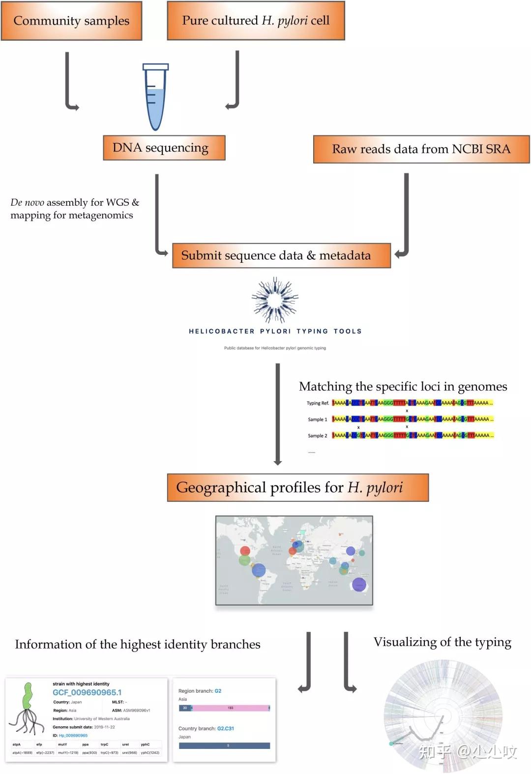 HpTT：基于全基因组的幽门螺旋杆菌分型与可视化监测新工具 - 知乎