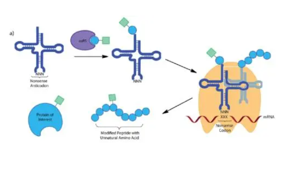 ADC抗体偶联---CAS644981-35-1 Val-Cit-PAB-MMAE 简介 - 知乎