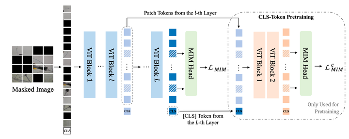 (2022 arxiv) BEIT V2- Masked Image Modeling with Vector-Quantized ...