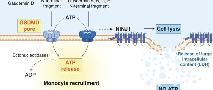 Cell Reports丨在NLRP3炎症小体激活后，GSDMD介导ATP的快速瞬时释放，随后是NINJ1诱导的细胞溶解性死亡 - 知乎