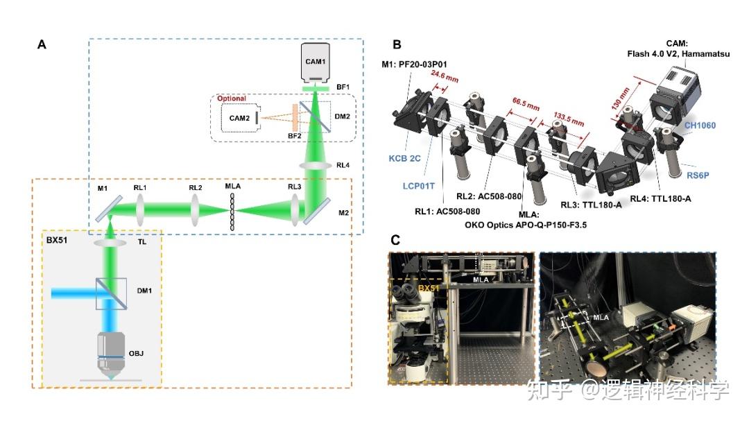 STAR Protocols︱华中科技大学费鹏团队发表用深度学习光场荧光显微镜技术实现活体样本的超快速高分辨三维成像的实验方案 - 知乎