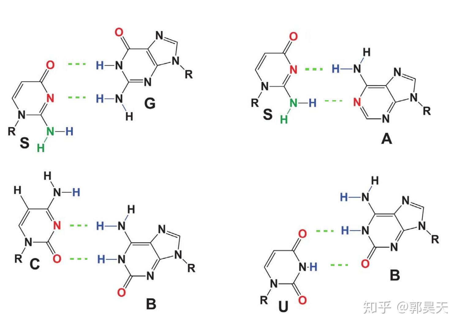 如何解读 2019年2月22日《科学》发表的合成生物学新突破「八碱基遗传系统Hachimoji」？ - 知乎