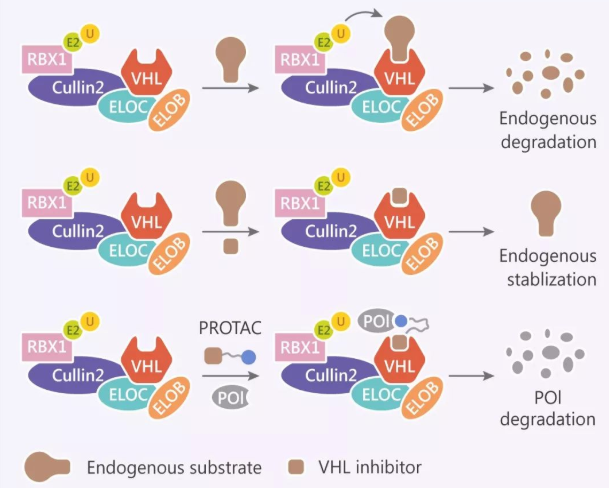 PROTAC技术/靶蛋白配体、连接子Linker、E3 连接酶配体 - 知乎