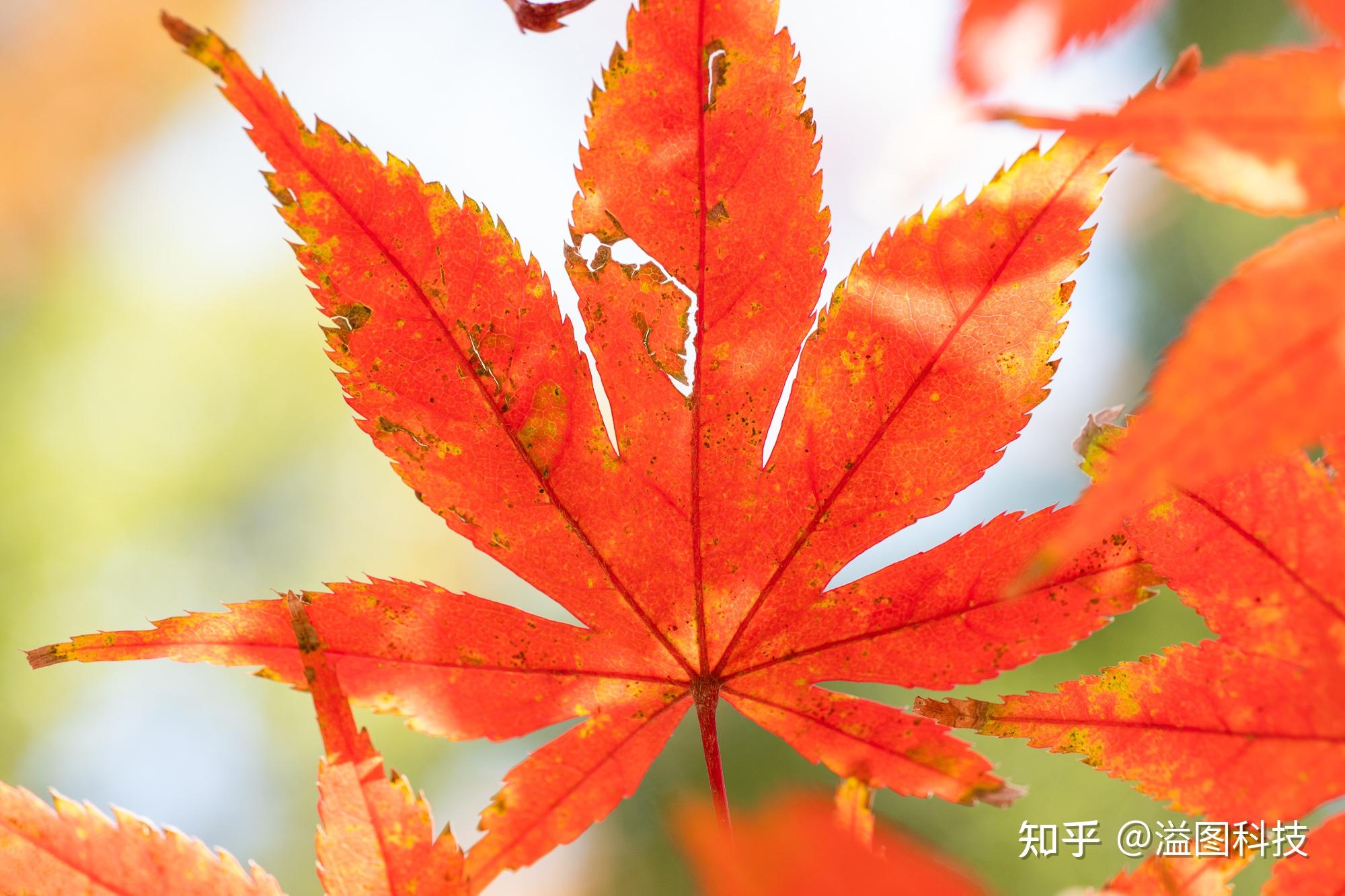 松下S5m2相机配什么镜头，主要是人像和风光，一般都是旅拍，本人小白，第一台相机。? - 知乎