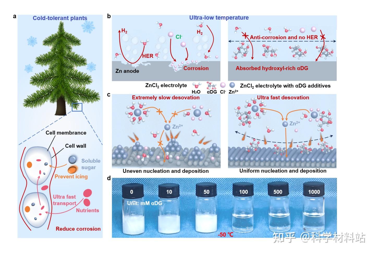西北工业大学官操教授，Angew观点：抗冻植物启发新型电解质设计助力低温锌离子电池—实现高倍率循环稳定性！ - 知乎