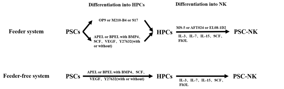 自然杀伤（NK）细胞的来源、扩增技术以及符合GMP标准的制造方法的进展 - 知乎