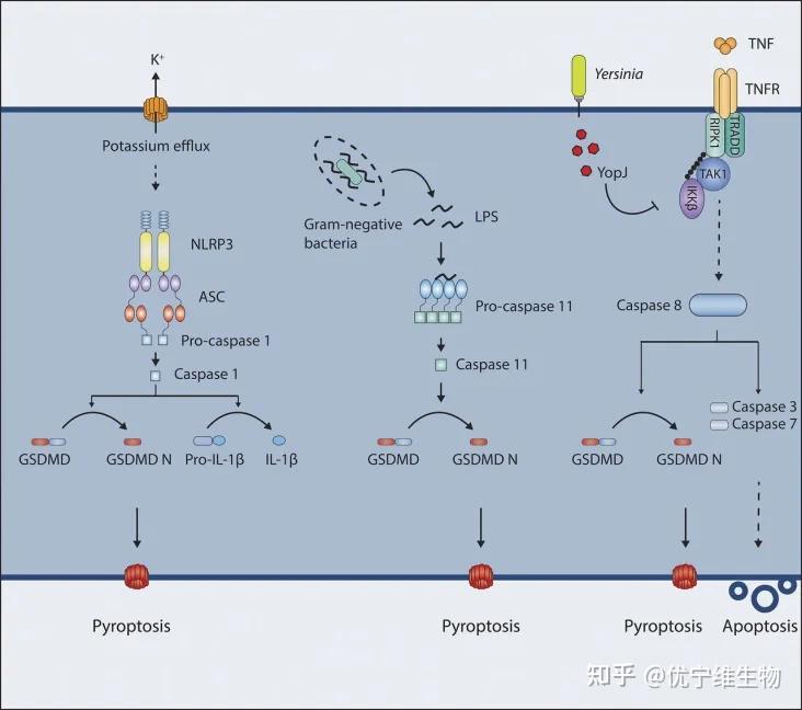 【小优细节君】焦亡研究之GSDMD检测经验分享 - 知乎