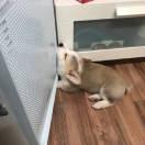 Mac 系统 GCC 替换 Clang 编译器 - 知乎