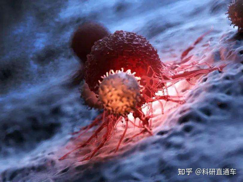 研究前沿｜逆转耐药 提高化疗敏感性！Adv. Mater：可转化的ECM剥夺系统有效抑制肾细胞癌 - 知乎