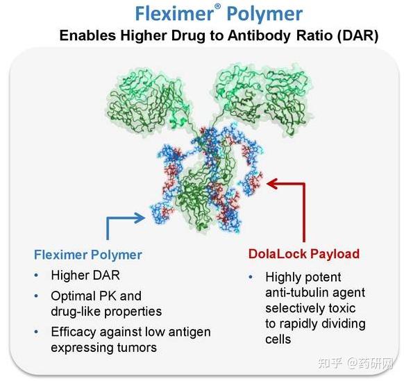 肺癌及卵巢癌潜力靶点：NaPi2b（SLC34A2） - 知乎