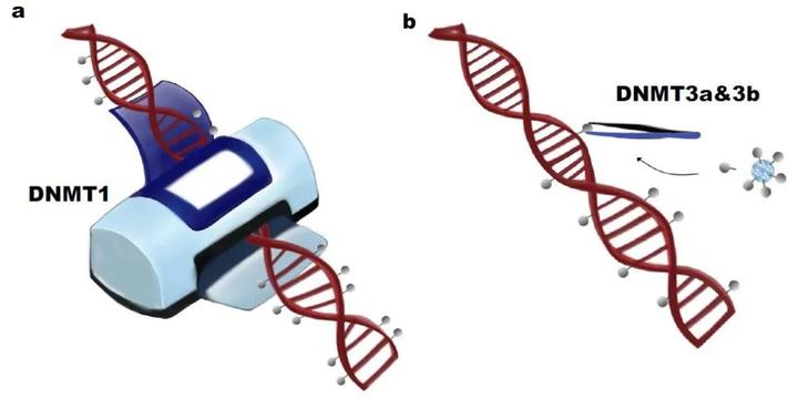 【AmBeed解析】表观遗传中的DNMT：机制、功能与药物研发的新方向 - 知乎