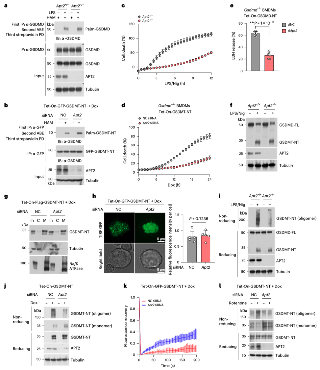 Nature Cell Biology丨棕榈酰化-去棕榈酰化通过 GSDMD 控制焦亡 - 知乎