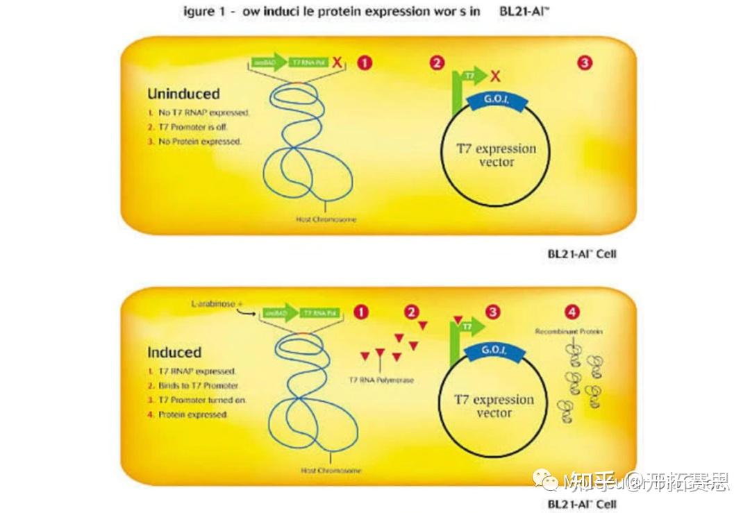 T7启动子表达载体的菌株选择：从BL21(DE3)到BL21(DE3)pLysS - 知乎