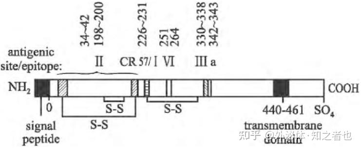 干货分享|脑神经靶向RVG修饰工程化外泌体应用 - 知乎