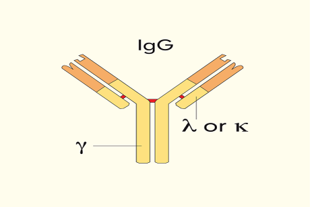 体内实验级重组小鼠IgG1-D265A同型对照抗体 - 知乎