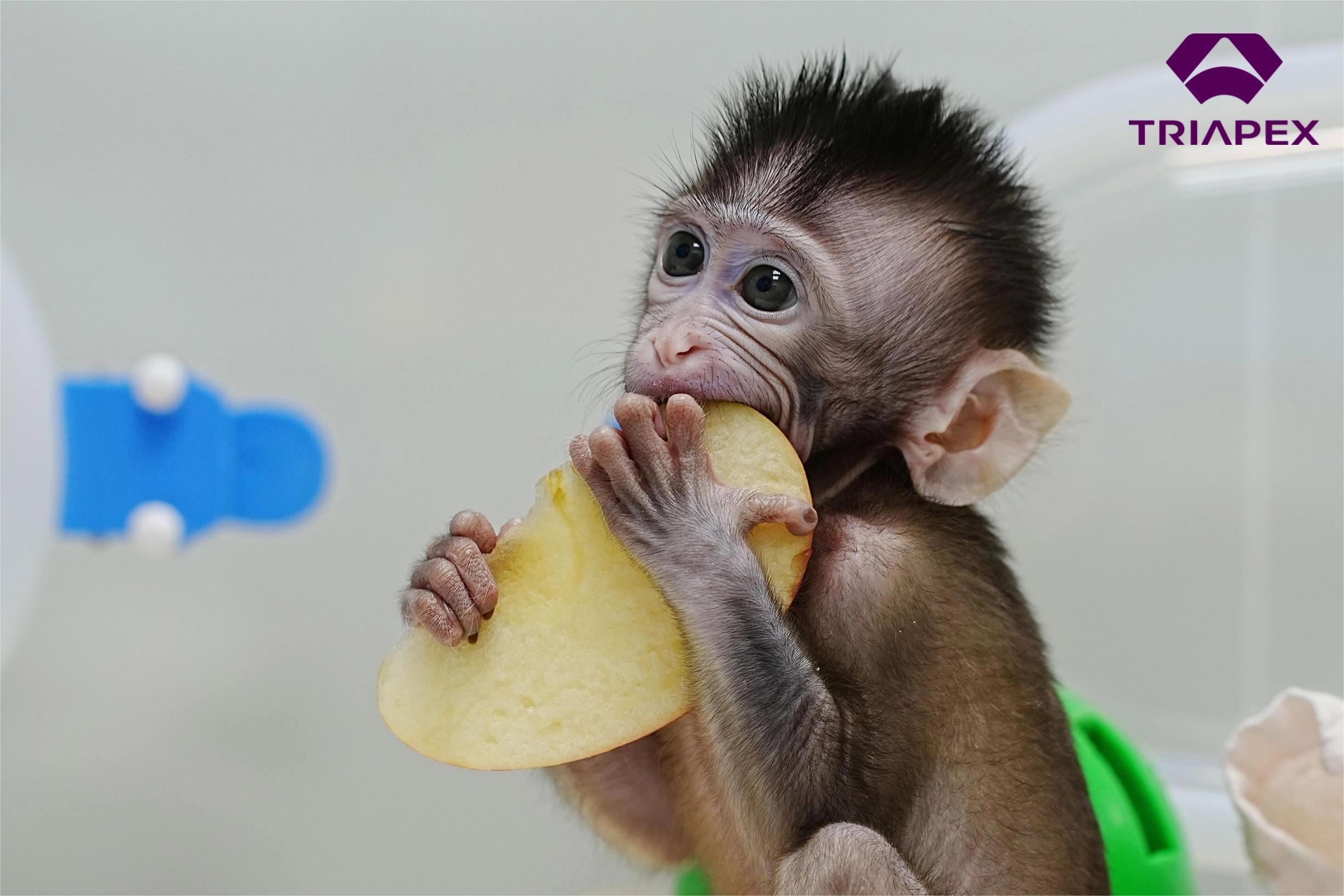 NHP ePPND试验的挑战及应对策略 - 知乎