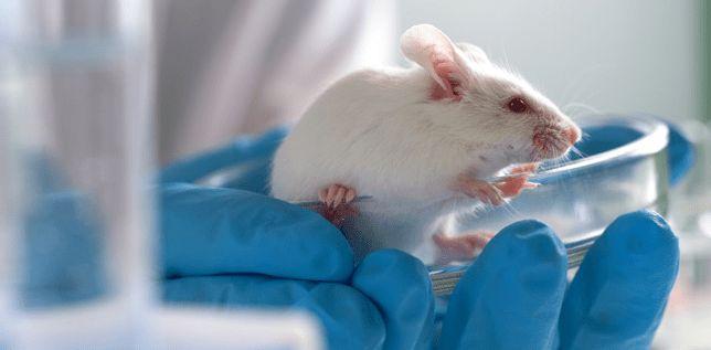 快速衰老模型——SAMP8小鼠 - 知乎