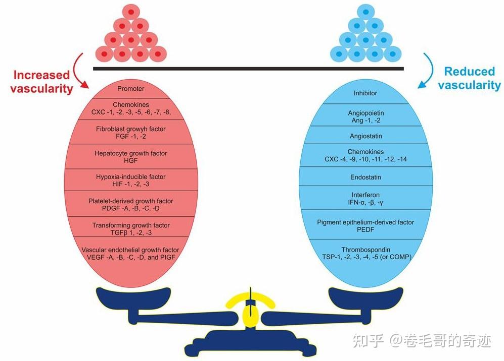 VEGF-VEFGR通路 - 知乎