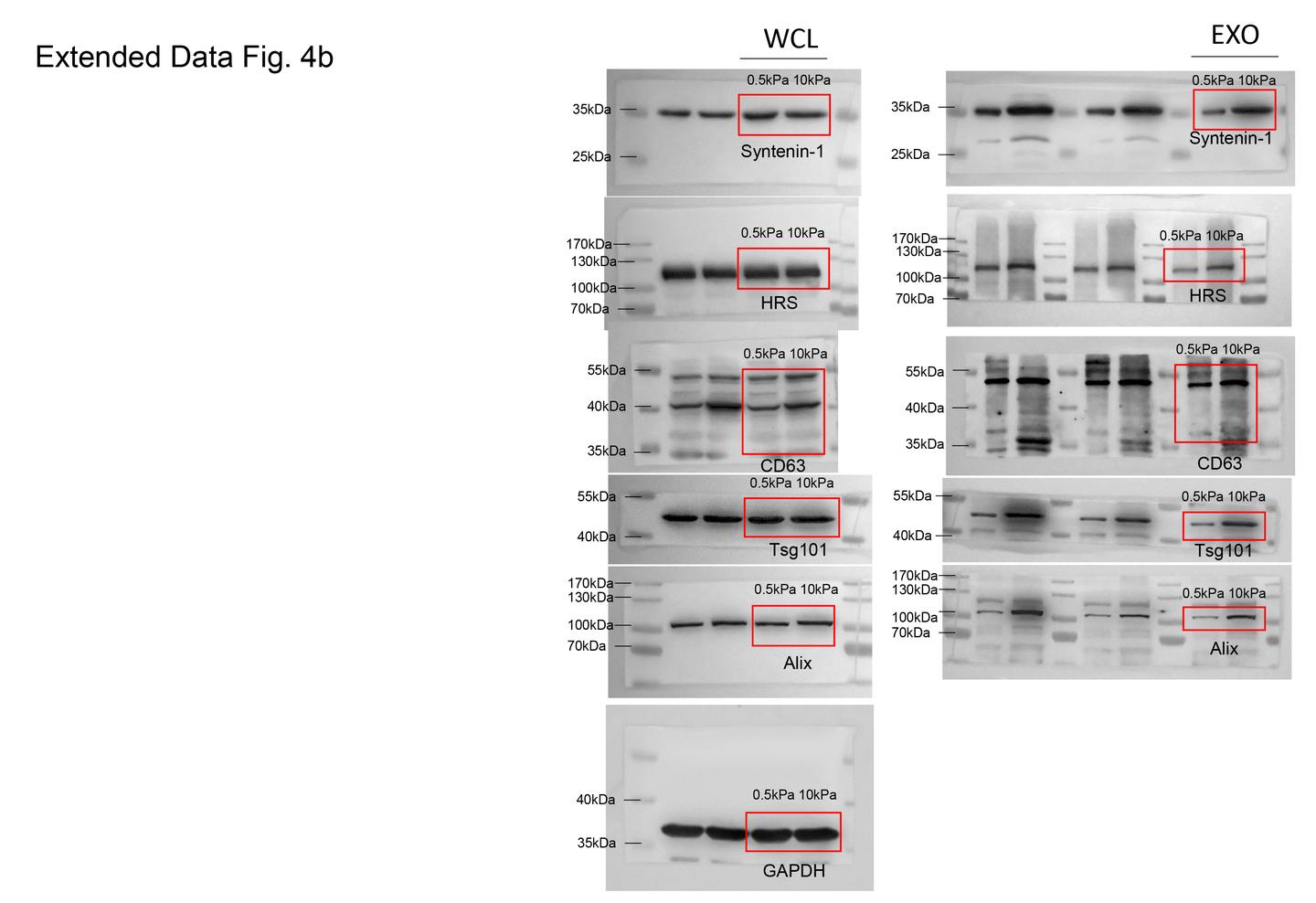 Western blot，真的要求整膜带marker吗？ - 知乎