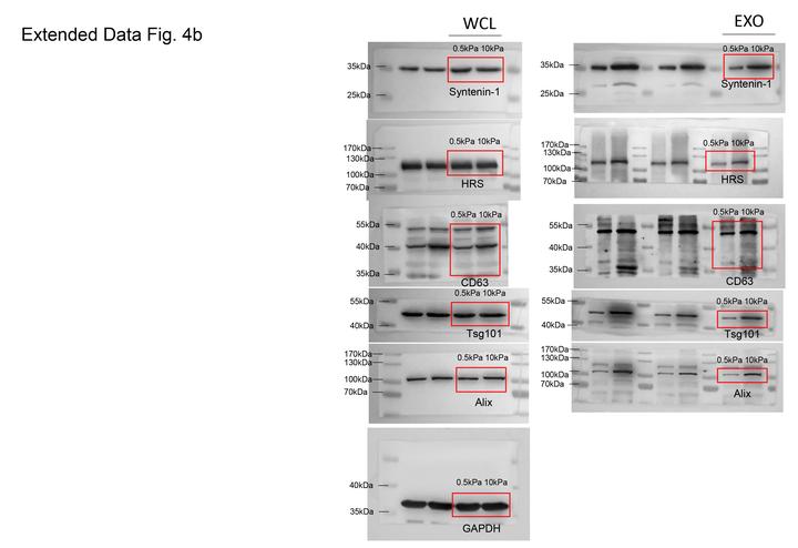 Western blot，真的要求整膜带marker吗？ - 知乎