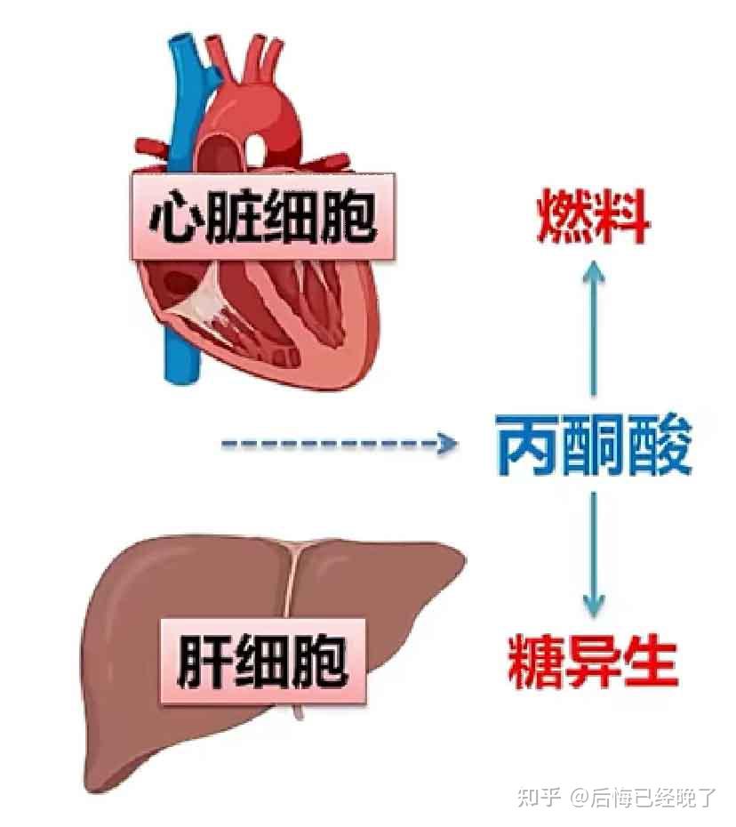 36浅谈乳酸（上） - 知乎