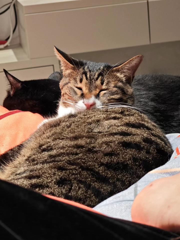 猫尿血尿闭怎么办? 知乎