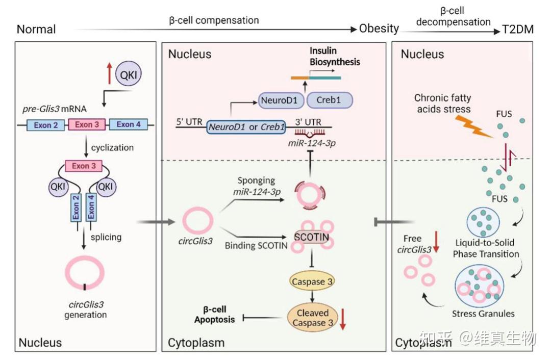 胰腺导管注射AAV的方法、用量及案例有吗？ - 知乎