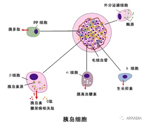 振奋人心！VX-880干细胞疗法治愈糖尿病展现潜力 - 知乎