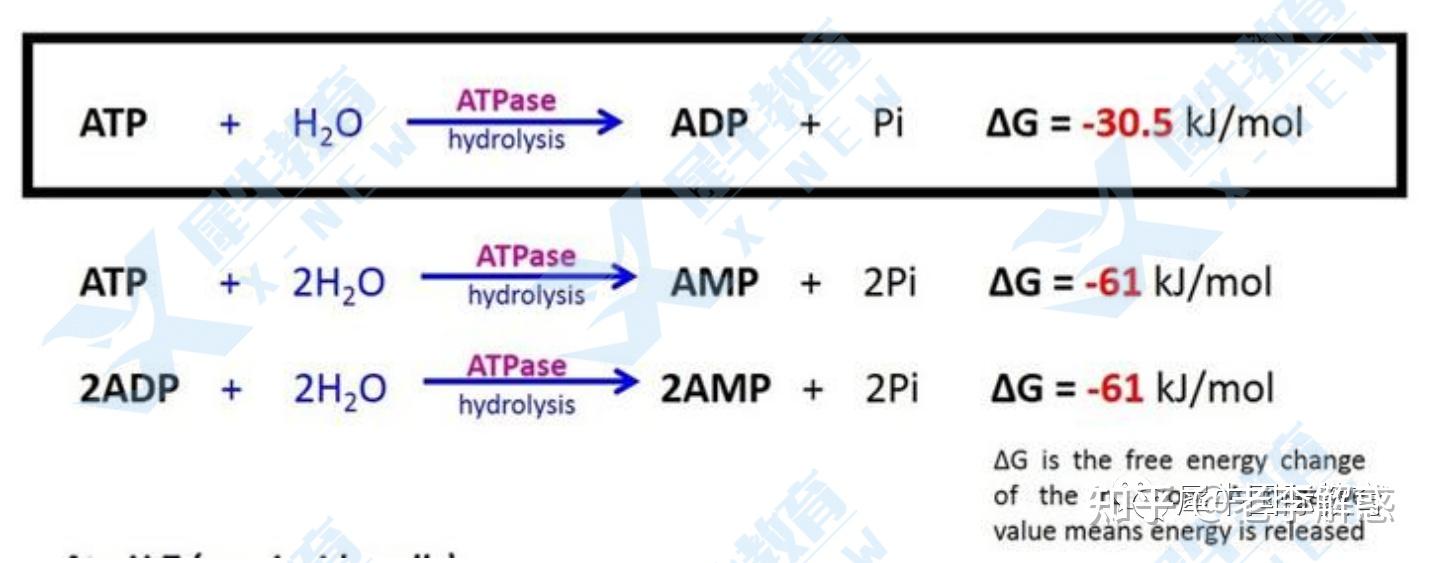 【生物竞赛】BBO竞赛难度全解析！2022年BB0赛题+解析 - 知乎
