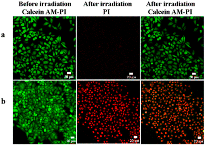 Calcein AM；细胞可透过性染料 - 知乎