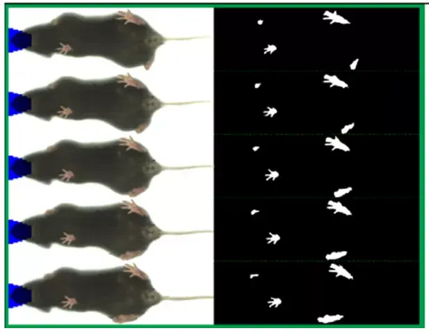 运动能力评估 | DigiGait步态分析系统，丰富不同维度实验的数据！ - 知乎