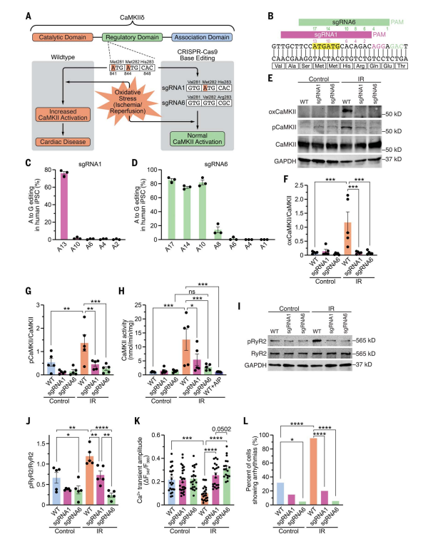 西南医学中心开创新型基因编辑方式，可永久性恢复心脏病严重损伤，已完成概念验证研究 - 知乎