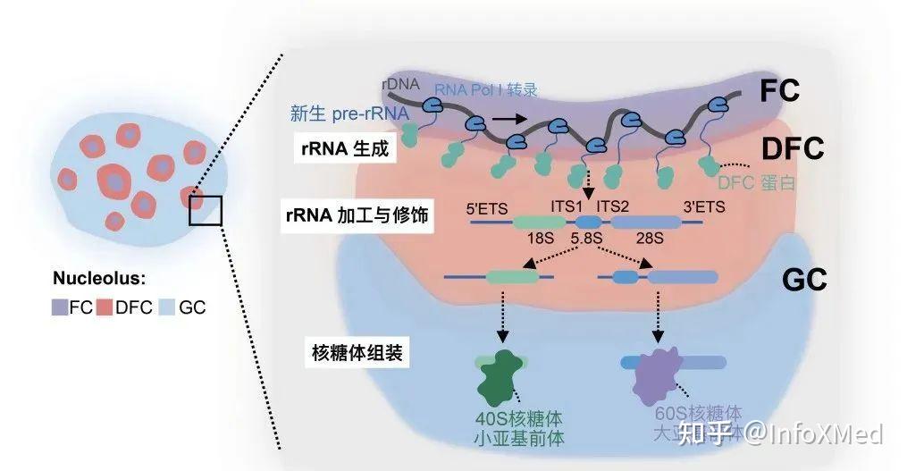 Nature | 核仁的超微精细结构—非流动性蛋白URB1在核仁液-液相分离环境中的关键组织作用 - 知乎